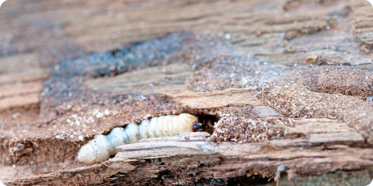 Vrillette du Bois : Quels traitements ? Quels tarifs ? NuisiBlock Lyon